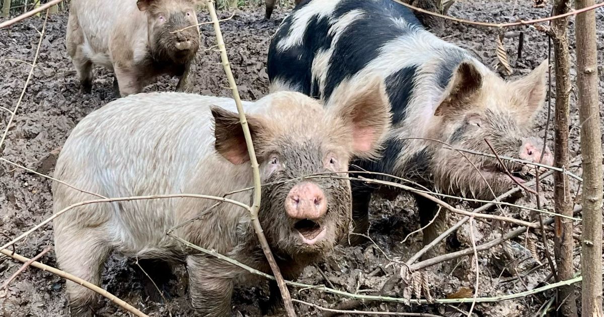 Bayford, Epping Green & Little Berkhamsted (10 miles / 16 km - Moderate, Booking Required ...